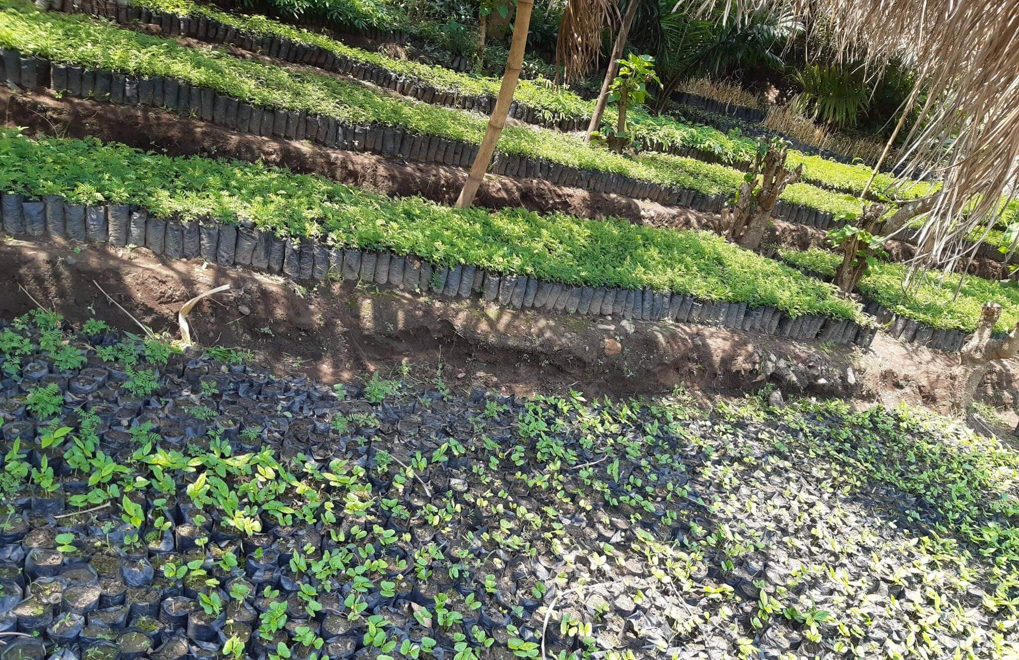 Treeapp | Your Profile